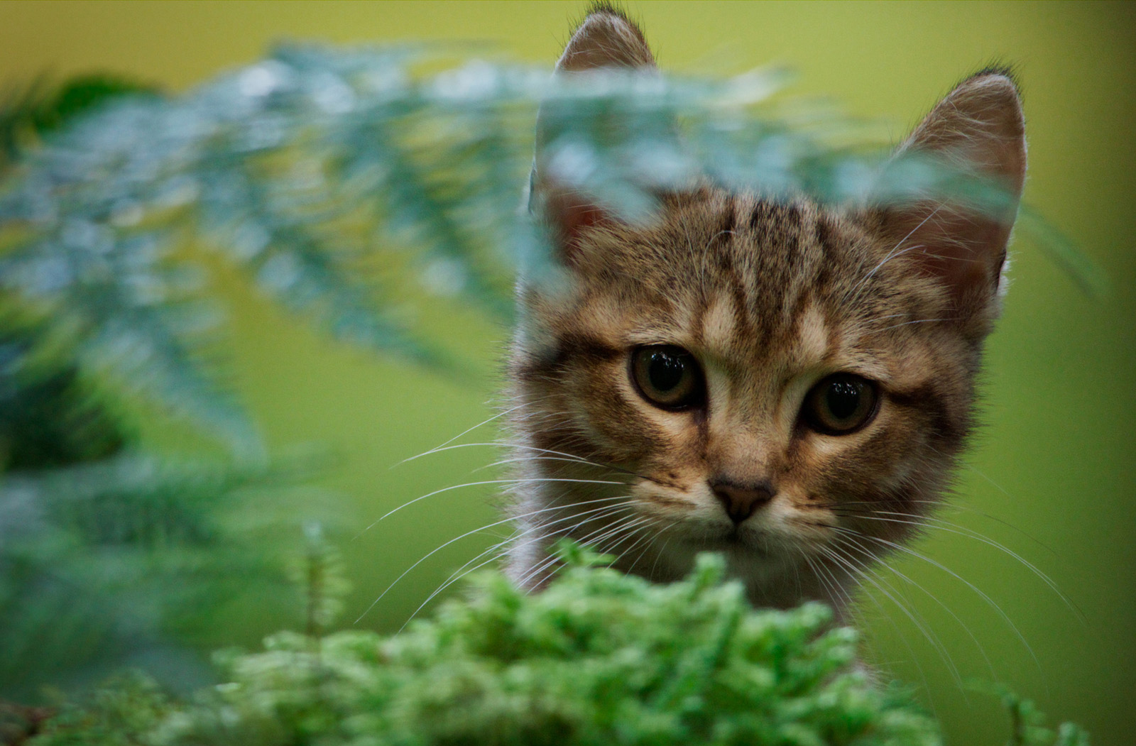 MON CHAT ET MOI | Imagin' Cinémas